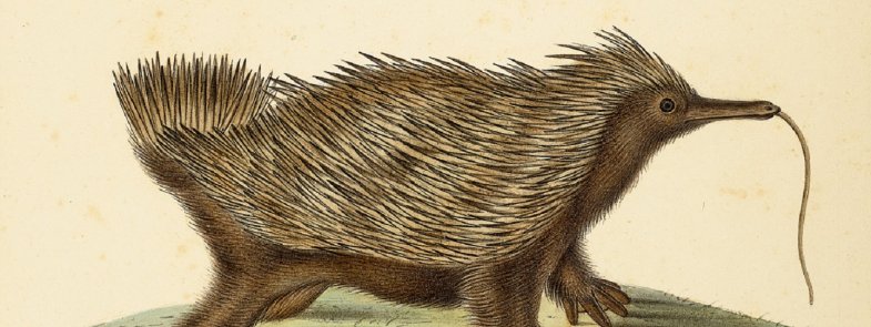 An early picture of an echidna | National Library of Australia (NLA)