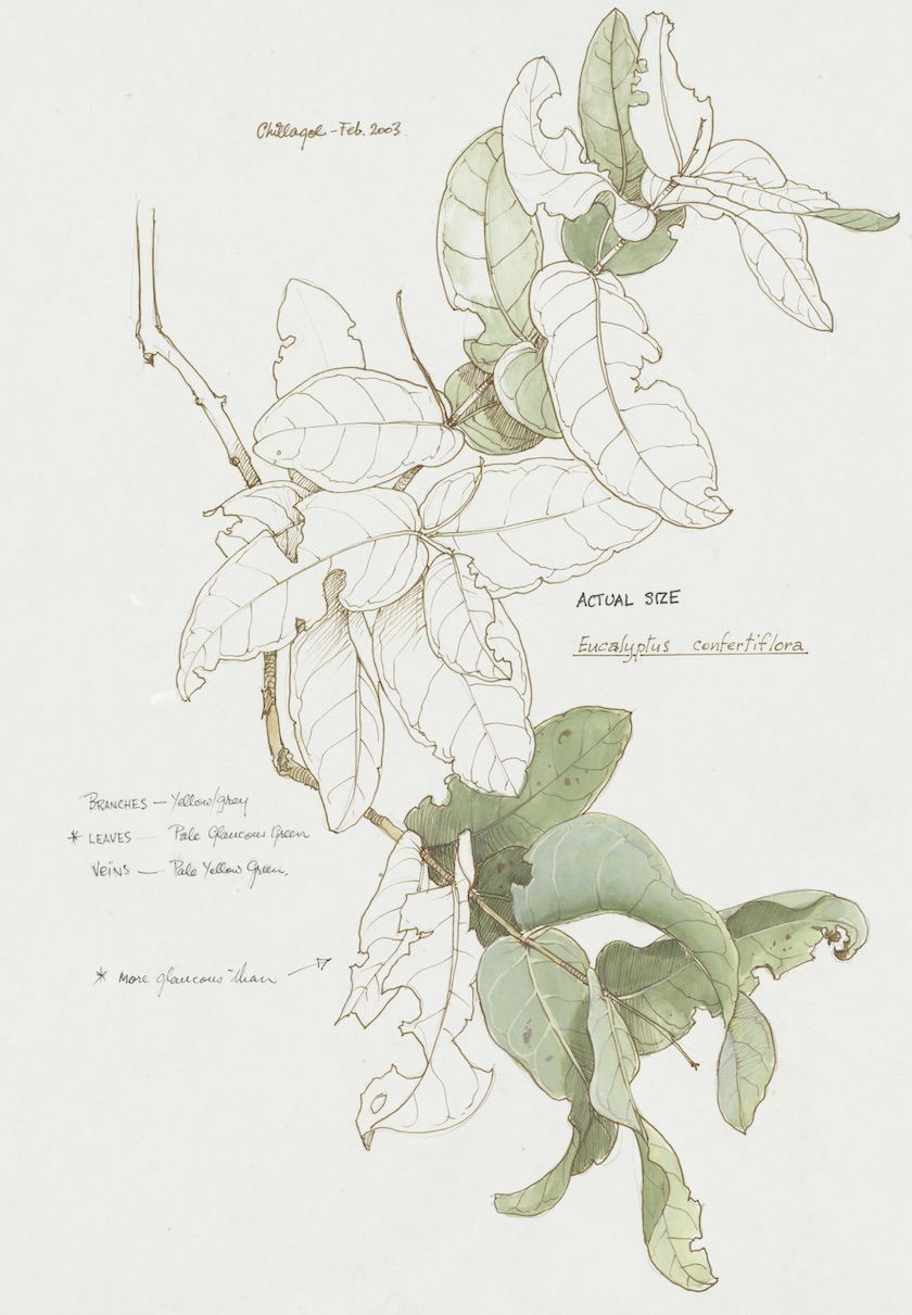 Visual arts | National Library of Australia (NLA)